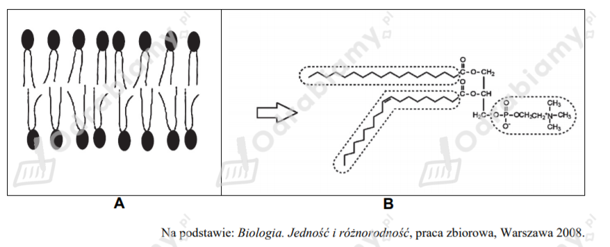 Zrąb błon plazmatycznych tworzy dwuwarstwa lipidowa, której głównym ...