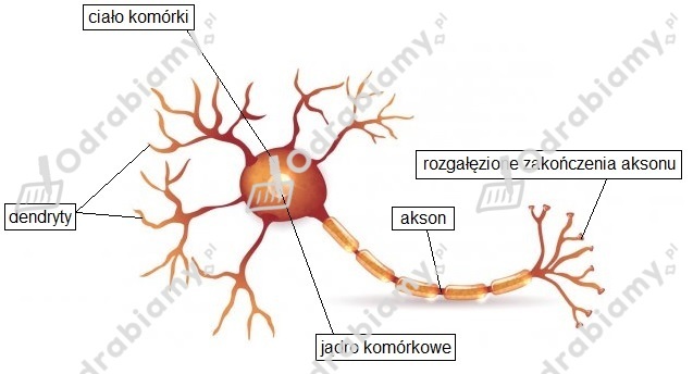 Ilustracja przedstawia budowę neuronu.- Zadanie 6: Biologia na czasie 2 ...