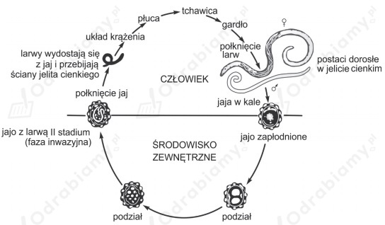 Na schemacie przedstawiono cykl rozwojowy glisty ludzkiej... | Biologia ...